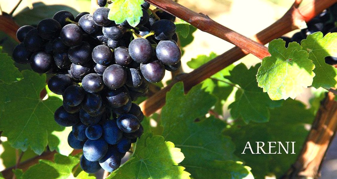 Areni Noir giống nho không phải ai cũng biết. – WinWine99.com